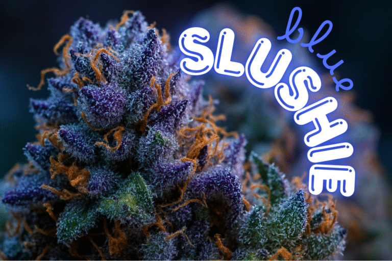 Blue Slushie Strain: Flavor, Effects, and Potency Guide ...